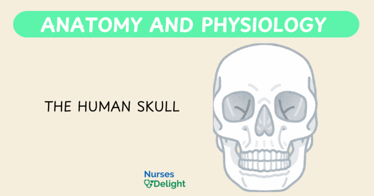 Anatomy of the Human Skull - Nurses Delight | Comprehensive Nursing ...